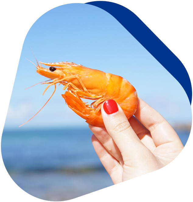 Home - Expshrimp - Shrimp breeding