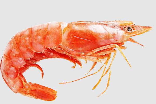All thing about prawns - Expshrimp - Shrimp breeding