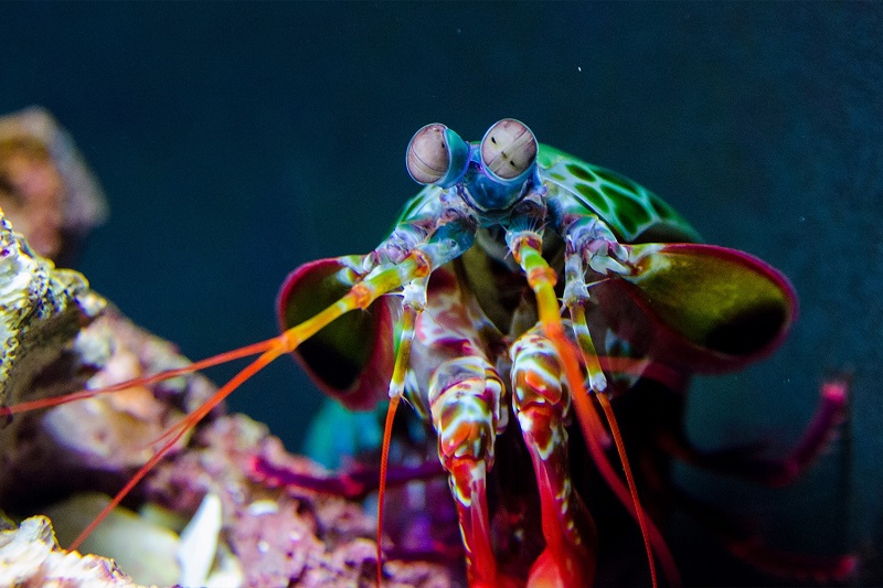 The Biology of Shrimp - Expshrimp - Shrimp breeding