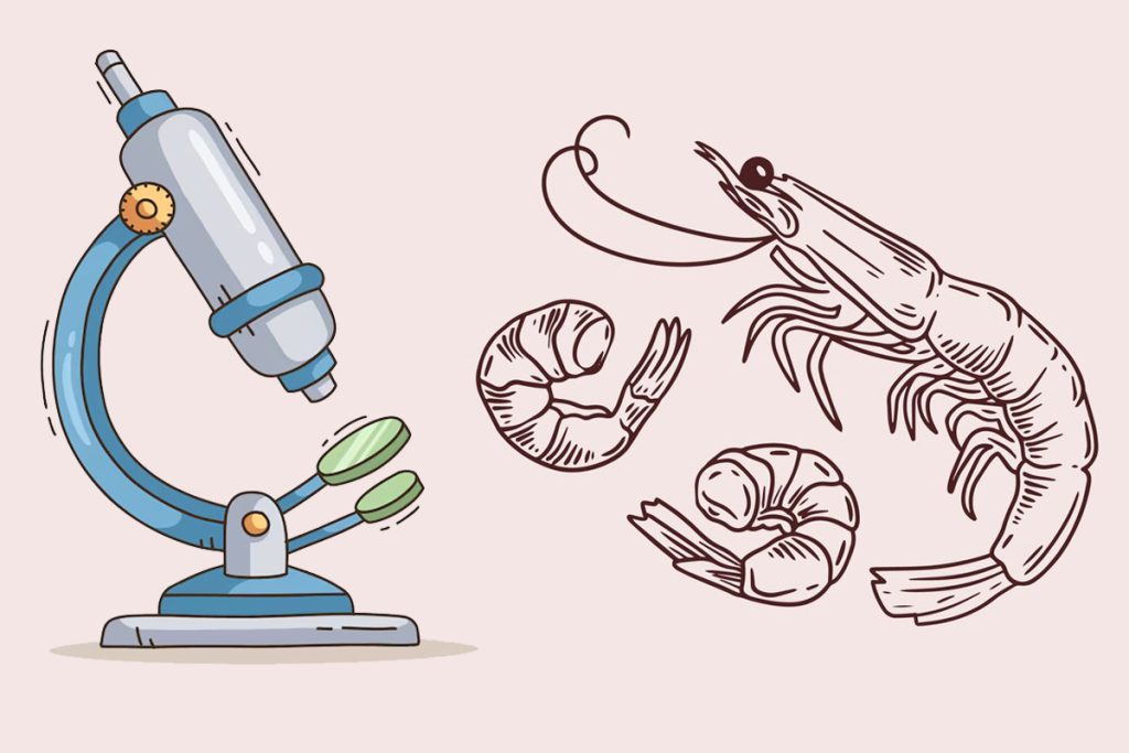 The Biology Of Shrimp Expshrimp Shrimp Breeding