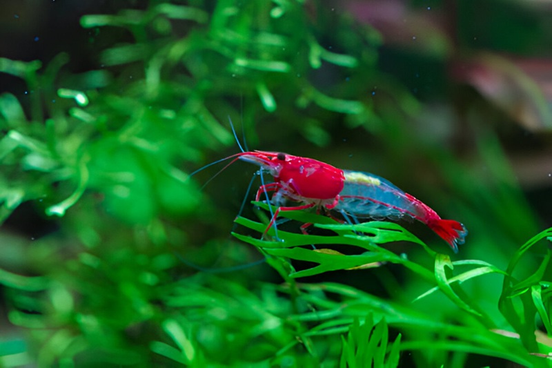 Best Water Parameters for Shrimp Success in Dubai’s Climate - Expshrimp - Shrimp breeding