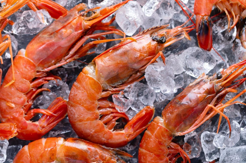 The Biology of Shrimp - Expshrimp - Shrimp breeding